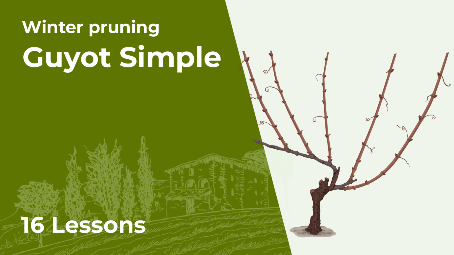 Guyot Simple – Gentle Pruning – Digital Vine Pruning Practice